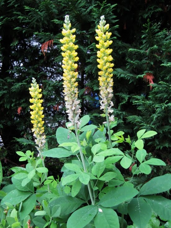 Future Plants by Randy Stewart: Thermopsis - Carolina Lupine
