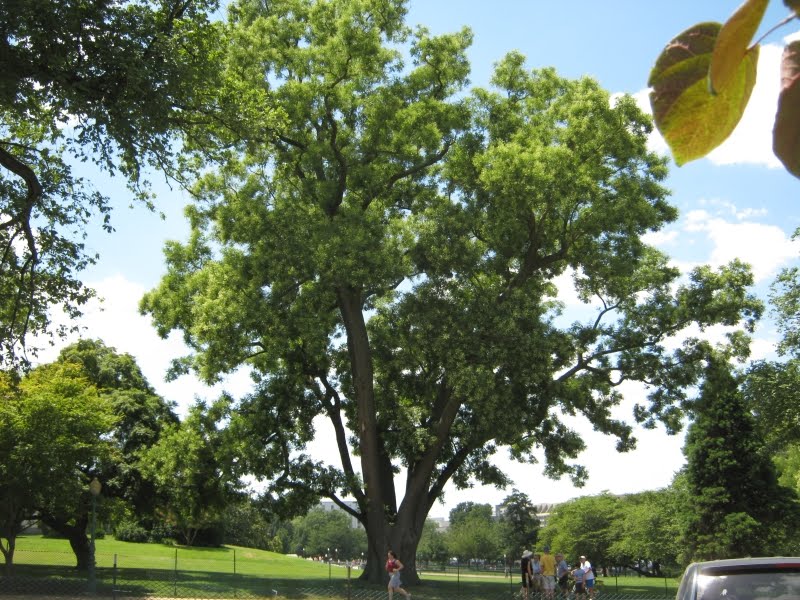 Future Plants by Randy Stewart: Sophora, Kowhai & Pagoda Tree