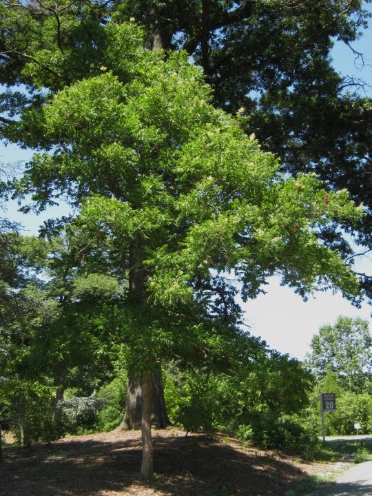 Future Plants by Randy Stewart: Sapindus - Soapberries