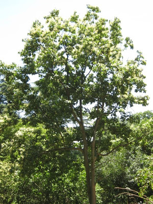 Future Plants by Randy Stewart: Pearl Bloom Tree