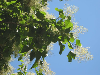 Future Plants by Randy Stewart: Pearl Bloom Tree