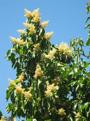 Future Plants by Randy Stewart: Pearl Bloom Tree