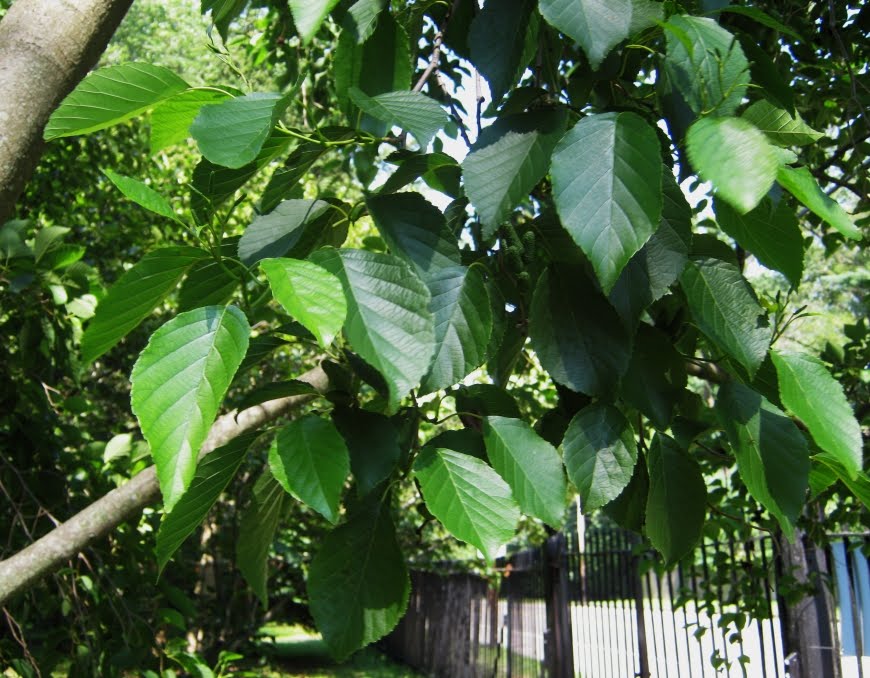 Future Plants by Randy Stewart: Alders - Useful Trees for Swampy Sites