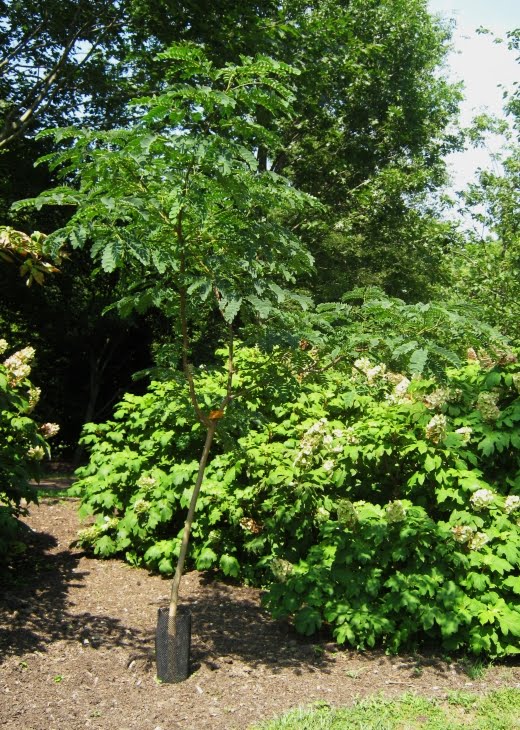Future Plants by Randy Stewart: Albizia - Siris / Silk Trees