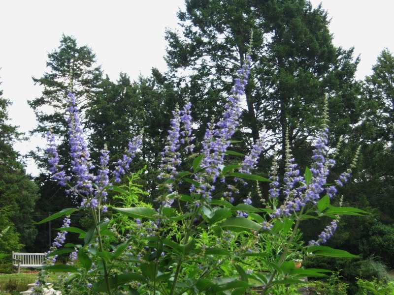 Future Plants by Randy Stewart: Vitex - the Chaste Tree family
