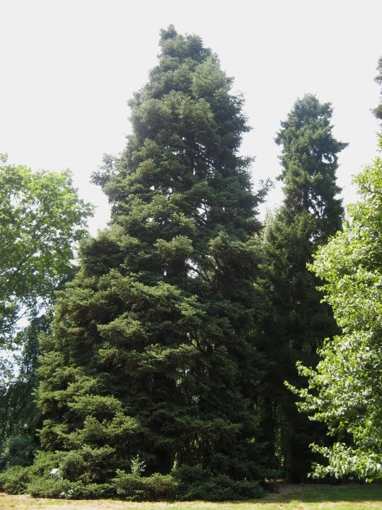 Future Plants by Randy Stewart: The Firs