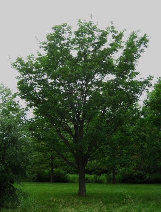 Future Plants by Randy Stewart: Corktree