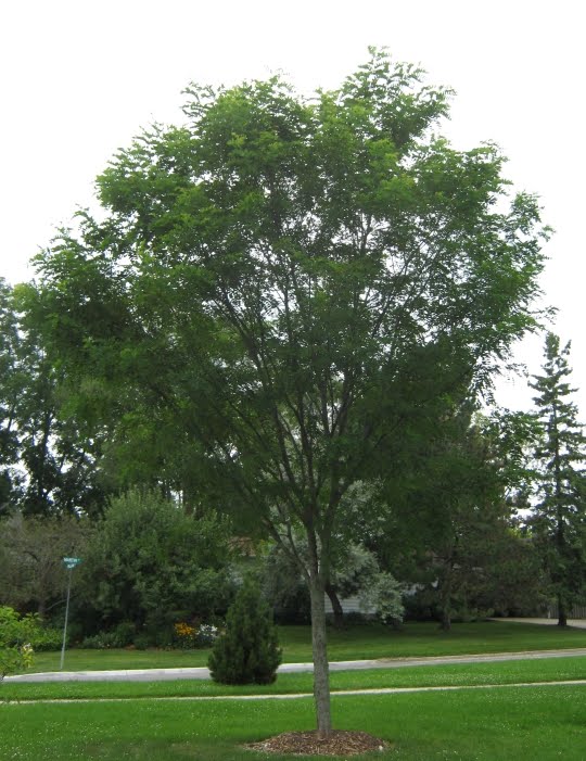 Future Plants by Randy Stewart: Sophora, Kowhai & Pagoda Tree