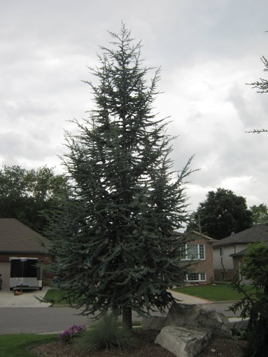 Future Plants by Randy Stewart: The Cedars