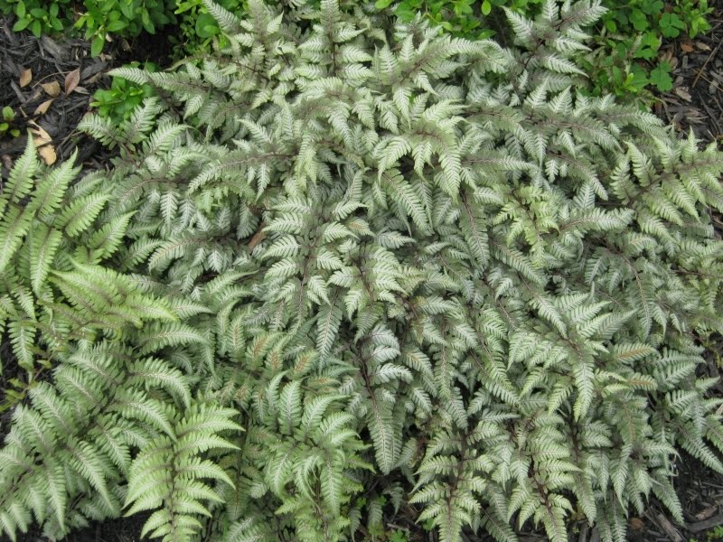 Future Plants by Randy Stewart: Fern - Athyrium ( Painted & Lady Ferns )