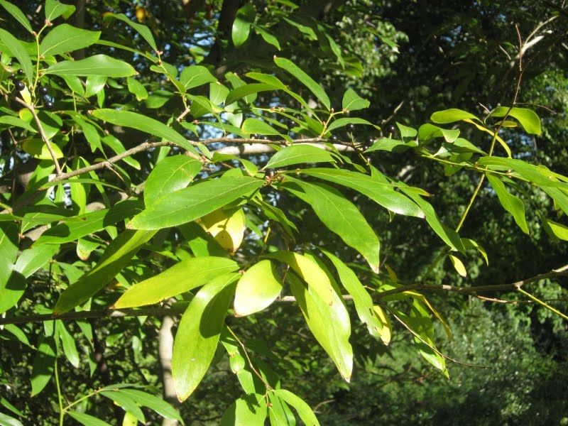 Future Plants by Randy Stewart: Spicebushes - The Lindera's