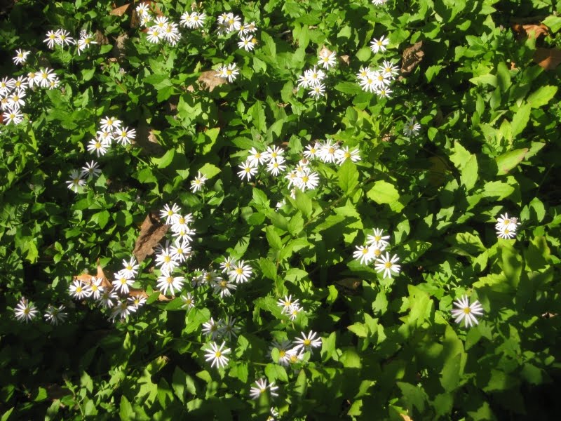 Future Plants by Randy Stewart: Kalimeris - Japanese Aster