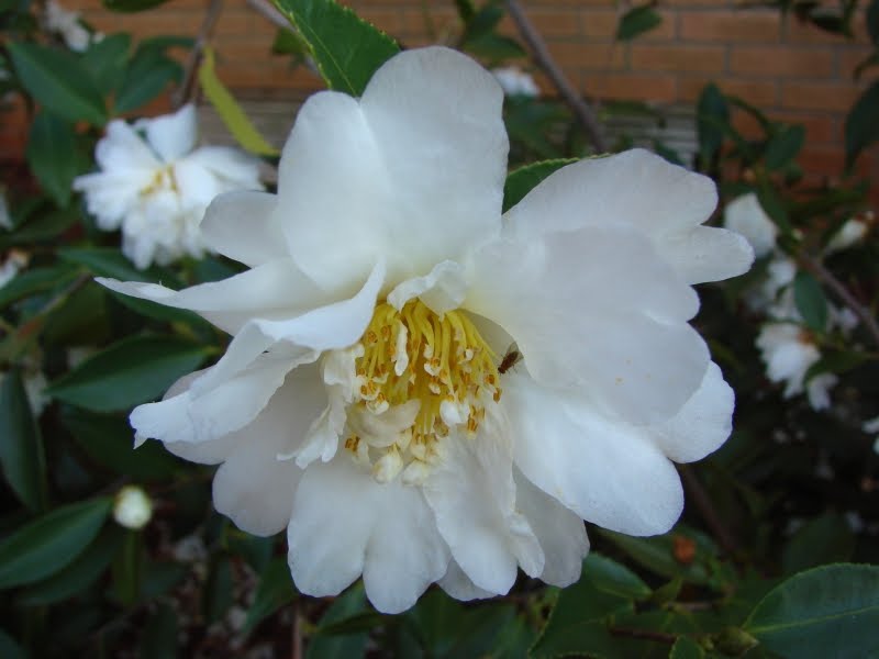 Future Plants by Randy Stewart: Camellias