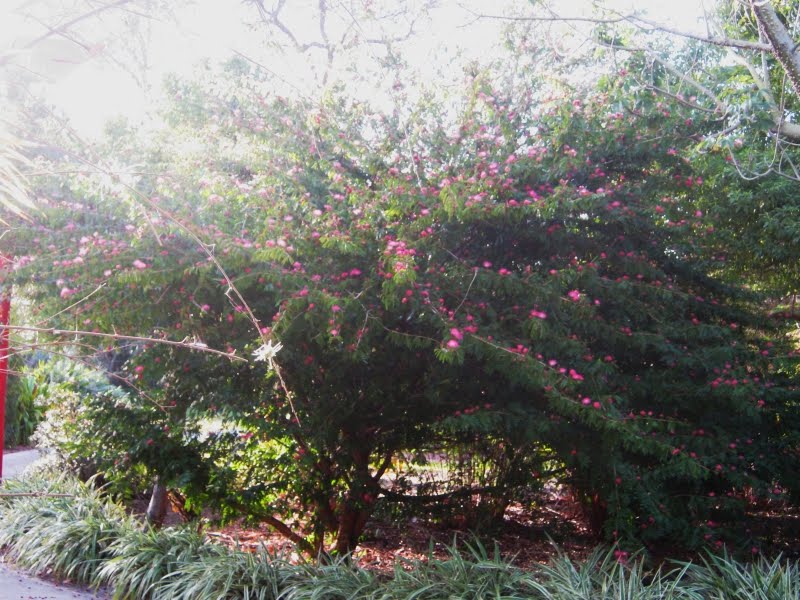 Future Plants by Randy Stewart: Calliandra