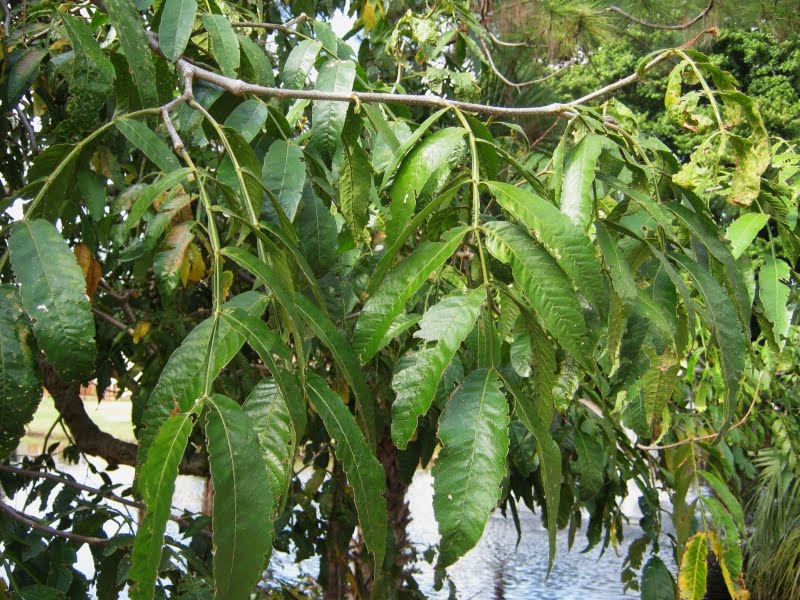 Future Plants by Randy Stewart: Tropical and Dry Climate Legume Trees