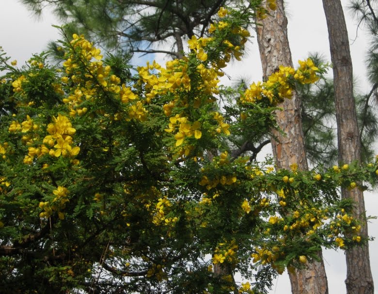 Future Plants by Randy Stewart: Cassia & Senna(s)