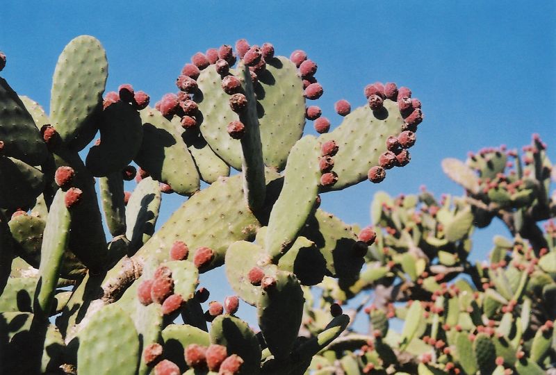 Future Plants by Randy Stewart: Opuntia, Prickly Pear Cactus, Edible Cactus
