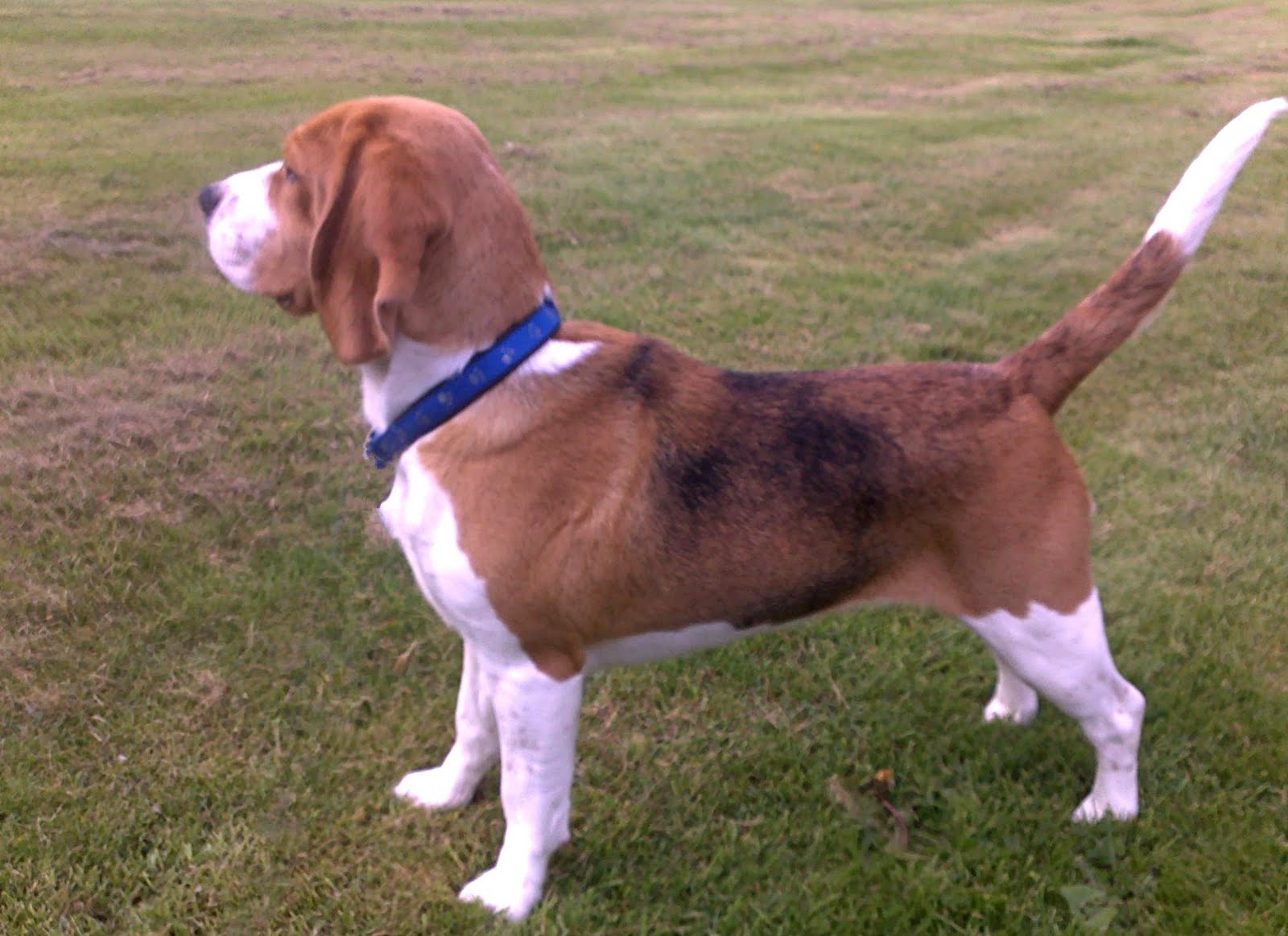Spey Valley Dog Training Club: September 2010