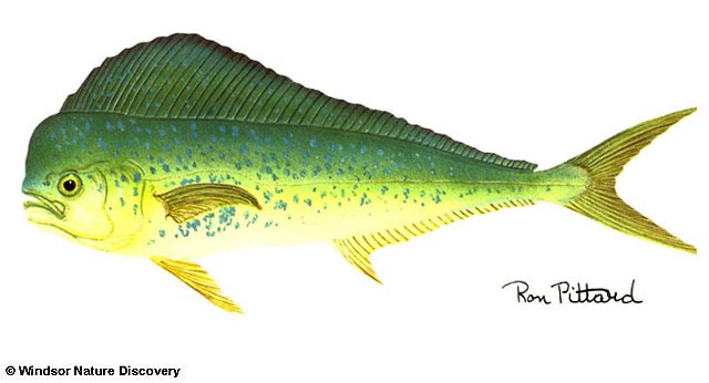 Compañeros de viaje: Dorado (Coryphaena hippurus)