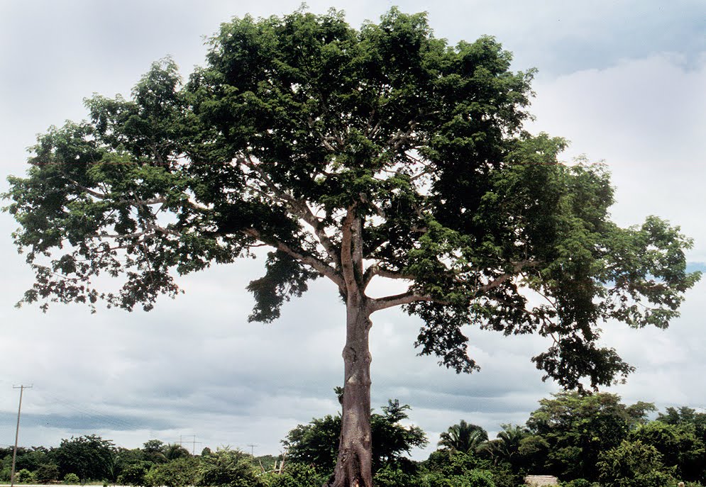 Compañeros de viaje: Ceiba (Ceiba pentandra)