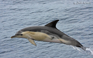 Compañeros de viaje: Delfín común (Delphinus delphis)