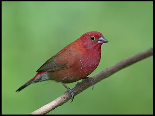 FINCHES AND SPARROW: African Firefinch - Lagonosticta rubricata