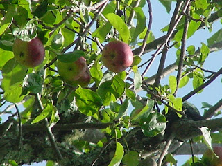 The Chronicle of Linnnn: Make a Pie with the Pippin that Dinged You