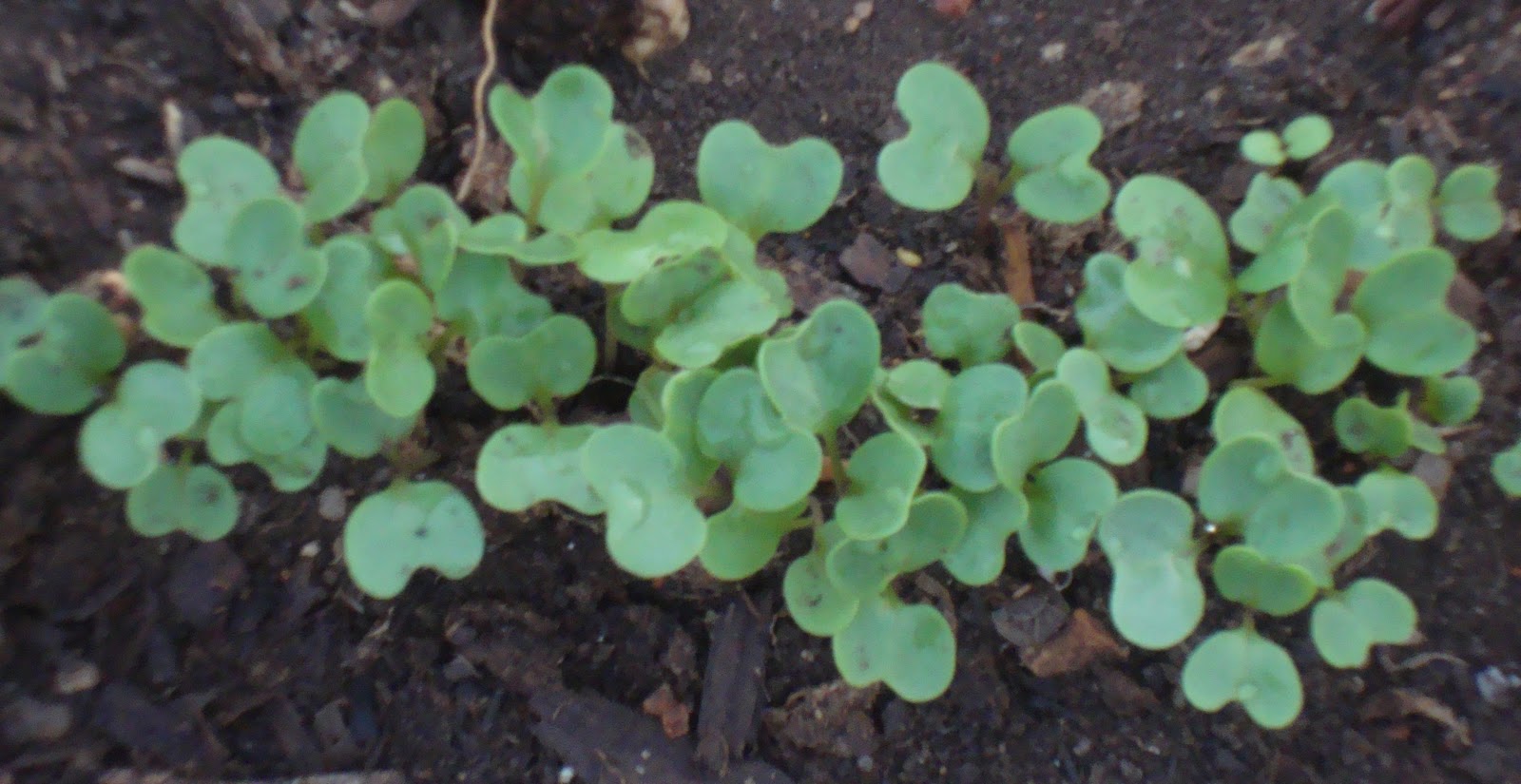 Where Plants Rule: A Week After Planting