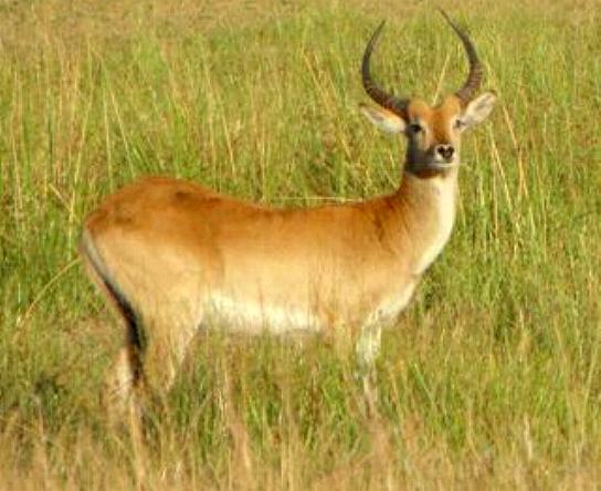 THE AFRICAN SCENE: AFRICA - DEER & ANTELOPE