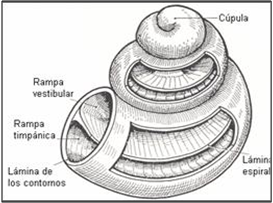anatomia del oido: anatomía del oído