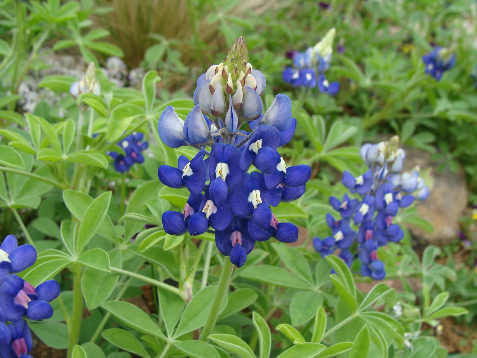 Wildflower Wednesday: Bluebonnets