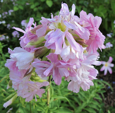 Wildflower Wednesday: Soapwort