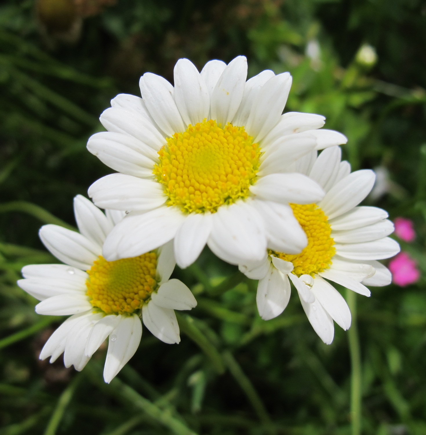 Three for Thursday: Daisies