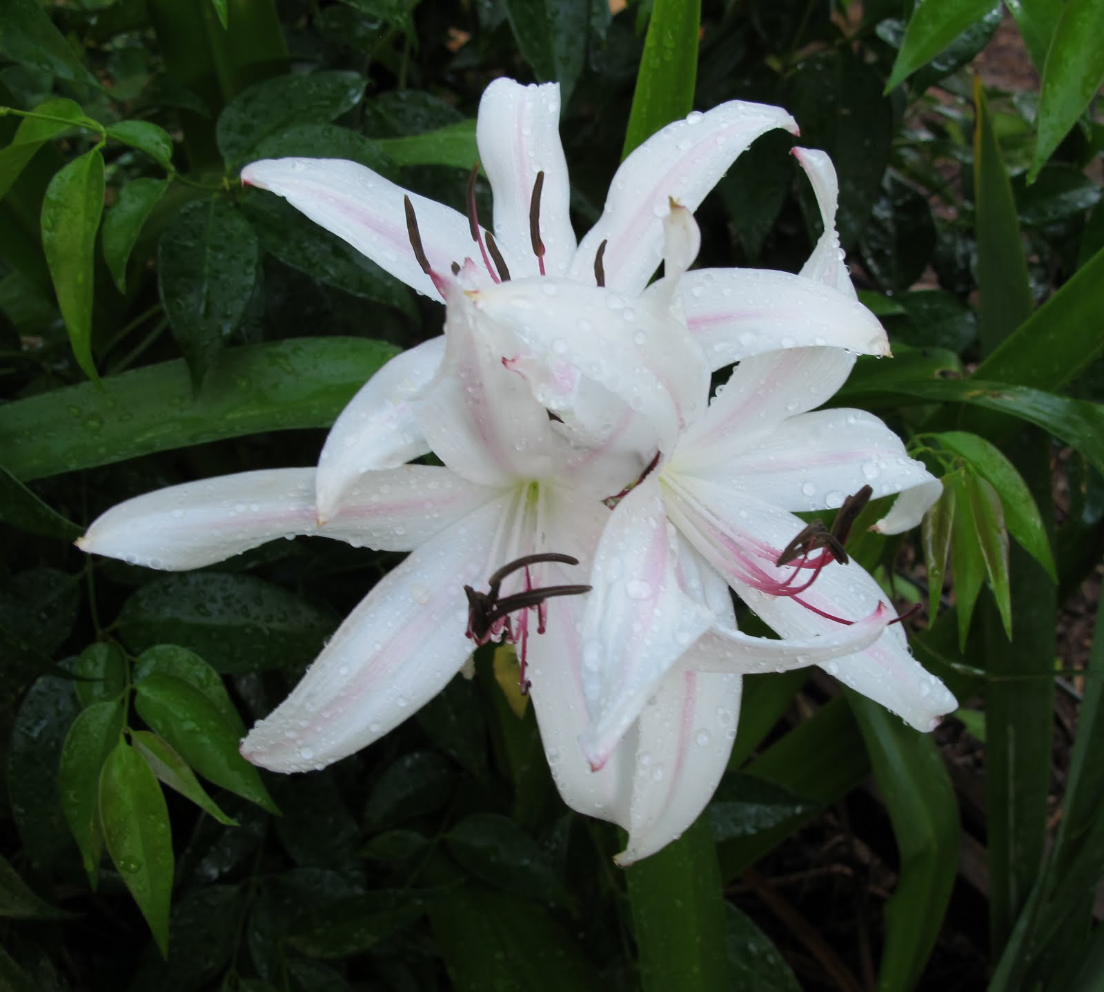 Amy's Crinum Is Open!