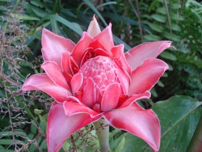 Sumbiling Eco Village- Your Rainforest holiday Specialist: Etlingera ...