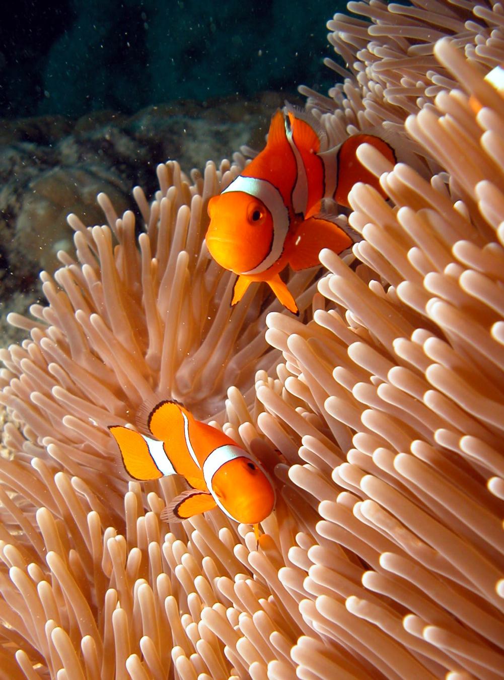 ancient wallpaper: clown anemonefish