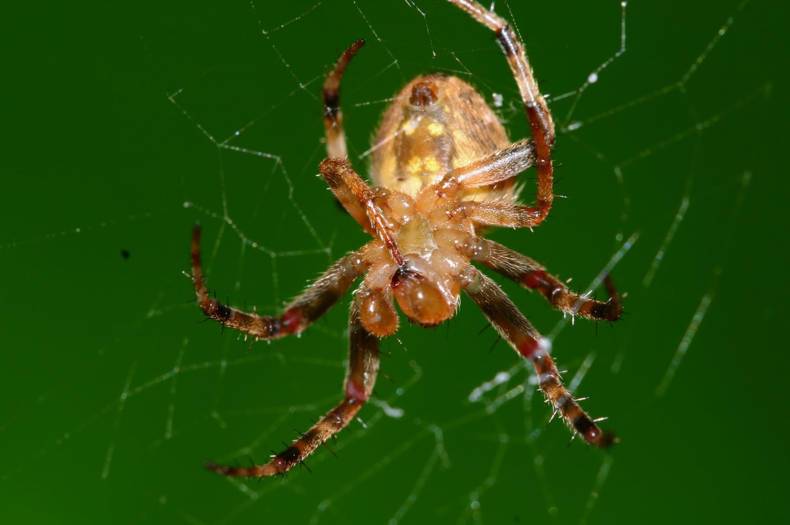encounters with nature: Dairy Farm Road, 13 July 2010