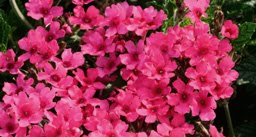 Flowers from the Farm: Flower List and Pictures for this year!