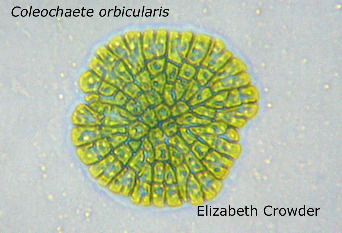 Botany 111 Term Project