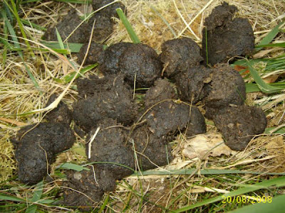 Santibañez de Resoba: OSO PARDO