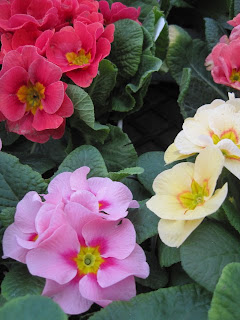 spring color in the garden | Sloat Garden Center