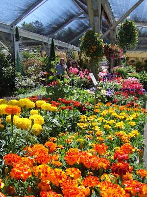 Our Kentfield location looks spectacular this week! | Sloat Garden Center