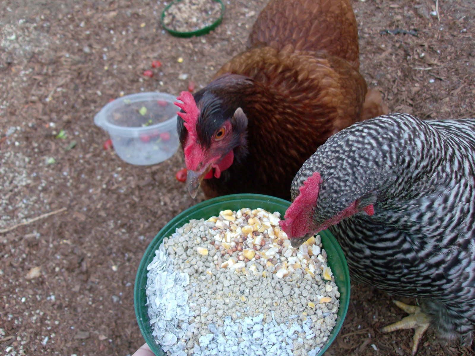 The Great Backyard Chicken Adventure, part 4 | Sloat Garden Center