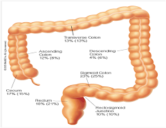 Cirugia de Colon y Recto: CURRICULUM