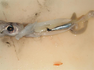 The Crazy Chef: Harvesting Squid Ink