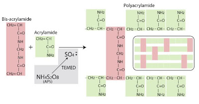 HOW SDS PAGE REALLY WORK
