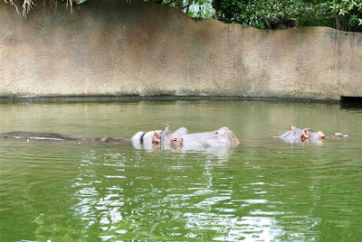 JOURNEY: Auckland Zoo