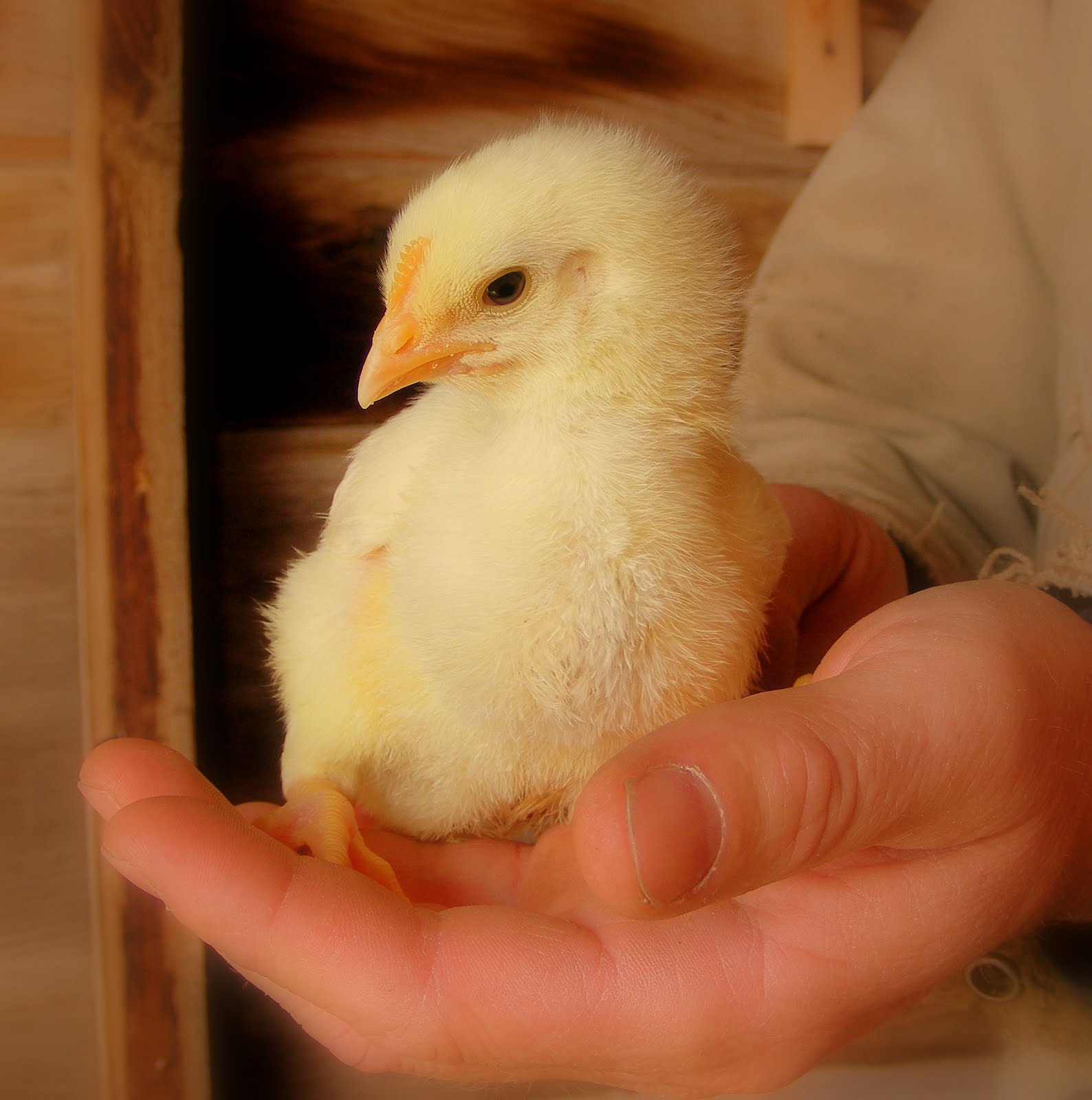 Country Chicken Girl: The Chicks are 1 Week Old!