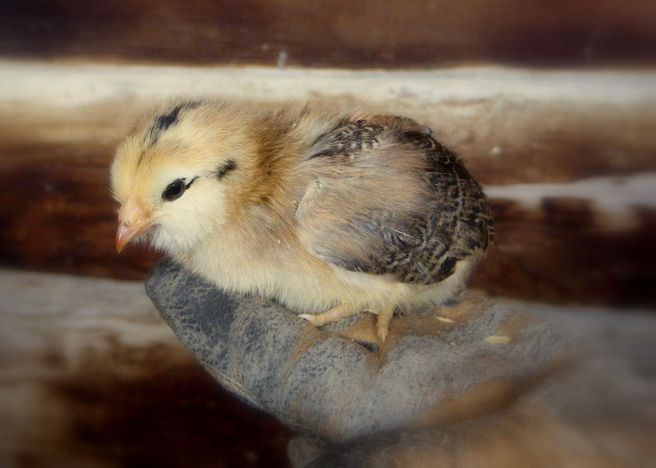 Country Chicken Girl: The Chicks are 2 Weeks Old!