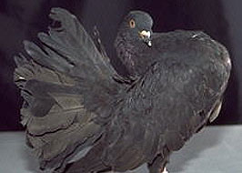 Aves Exóticas: Pombo Rabo de Leque ou Pombo Pavão (Francês)